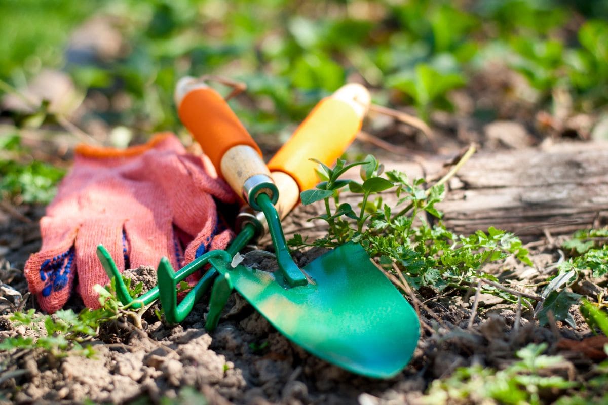 Planters Quotes: 115 Sayings For Enthusiastic Green Thumbs - Plantisima