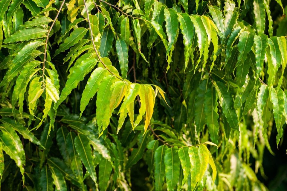 Ashoka Tree: What Is Special About This Tree? - Plantisima