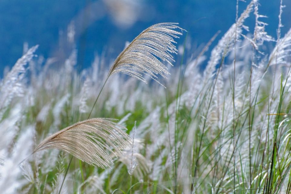 Flame Grass Facts Every Gardener Should Know for Stunning Results ...