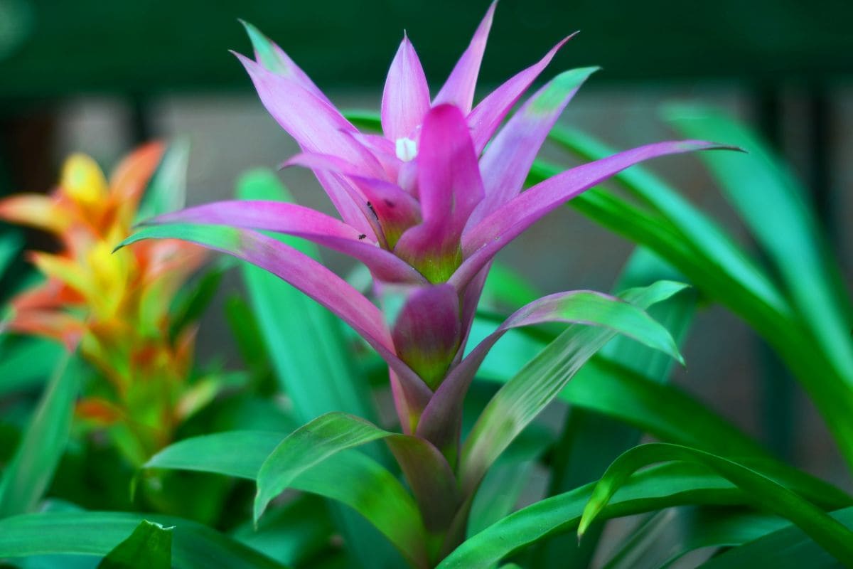 Bromeliad Florida: Colorful Showy Foliage Care Guide - Plantisima