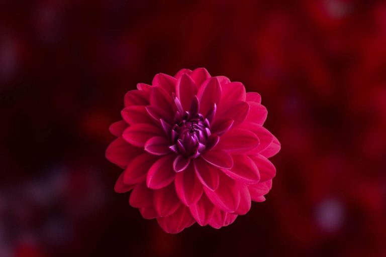 Find Inspiration in These 115 Bloom Quotes and Colorful Stories ...