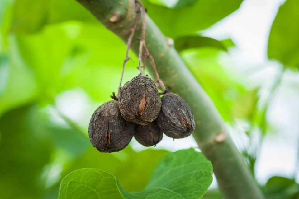 Effortless Beauty with the Flowering Jatropha Tree in Your Garden ...