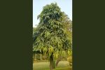 Ashoka Tree: What Is Special About This Tree? - Plantisima