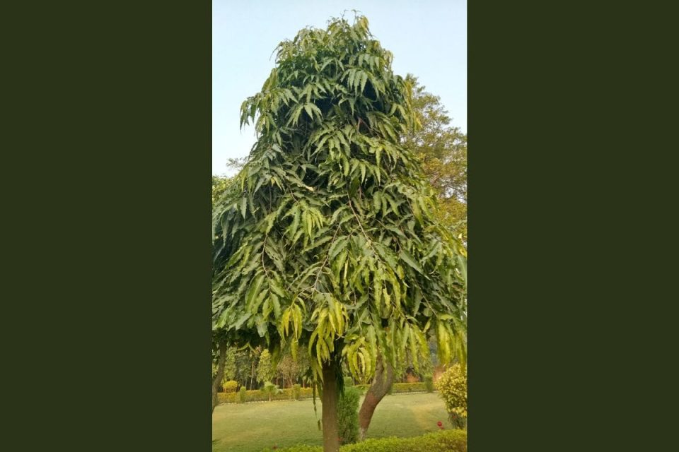 Ashoka Tree: What Is Special About This Tree? - Plantisima