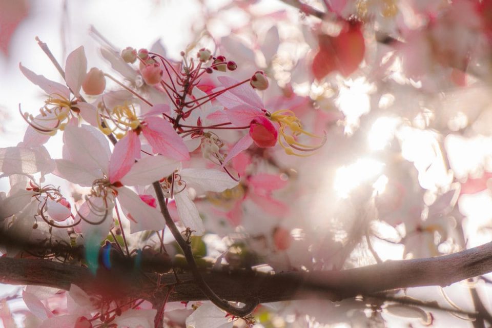 7 Small Flowering Trees Every Florida Gardener Will Love - Plantisima