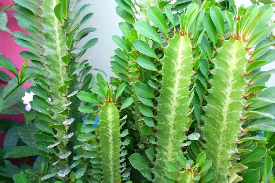 Want a Healthier Crown of Thorns Plant? Here’s How to Improve Its ...