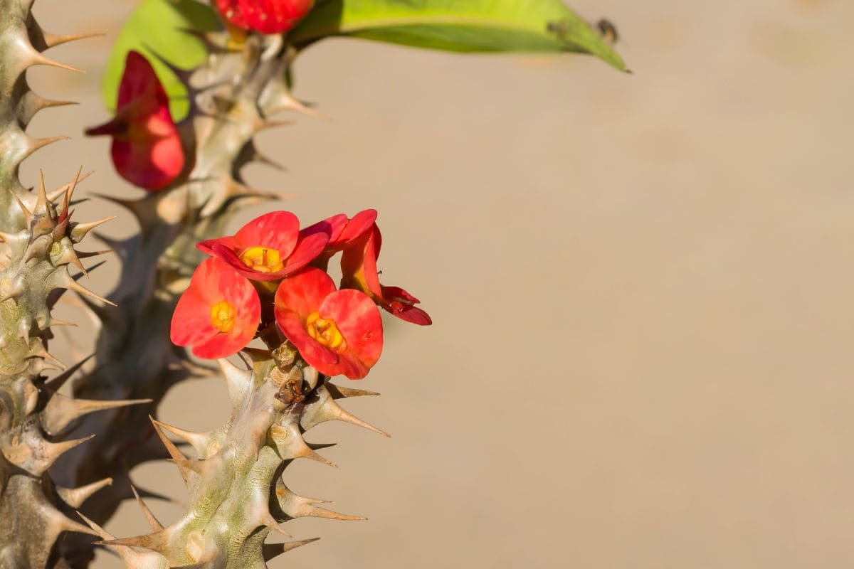 Crown Of Thorns Plant Care: Improve Growth With Our Tips - Plantisima