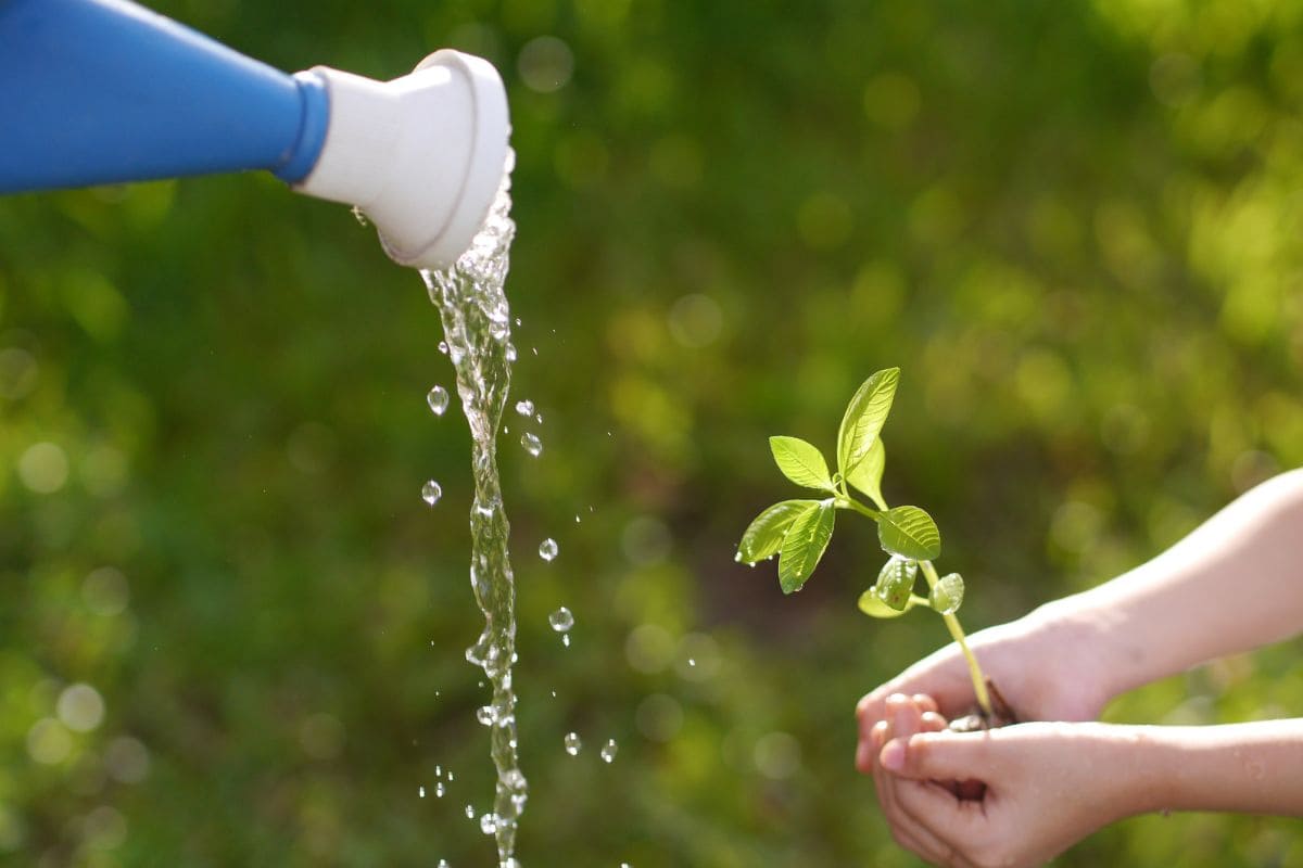 Watering Plants From The Bottom: How And Why? - Plantisima