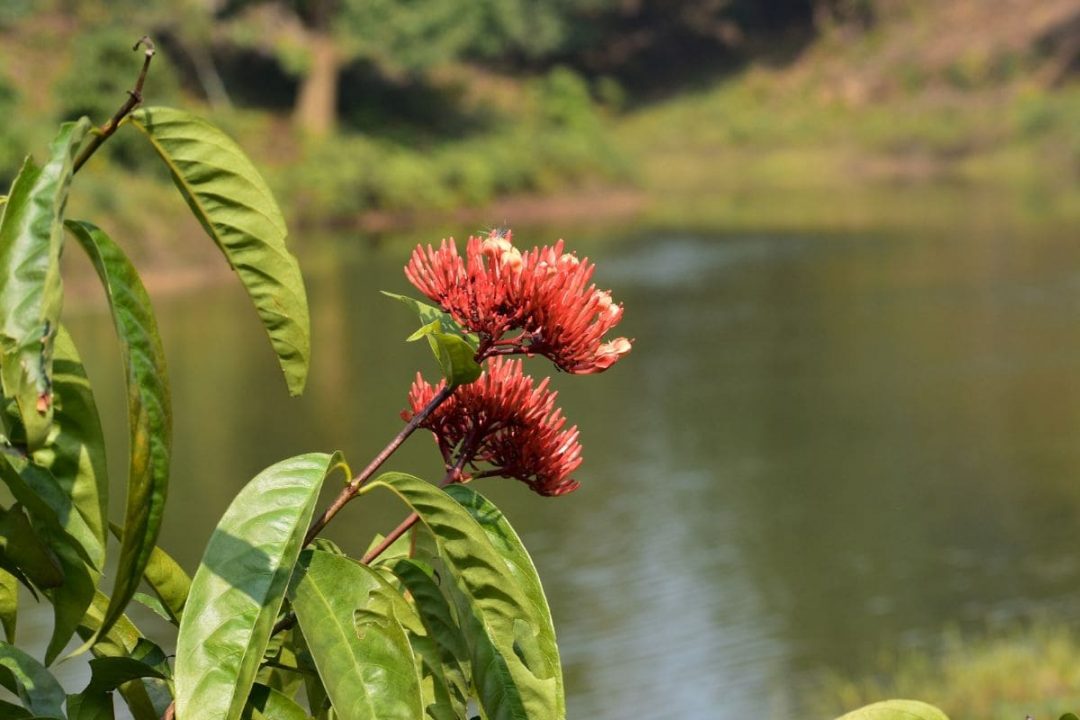Ashoka Tree: What Is Special About This Tree? - Plantisima