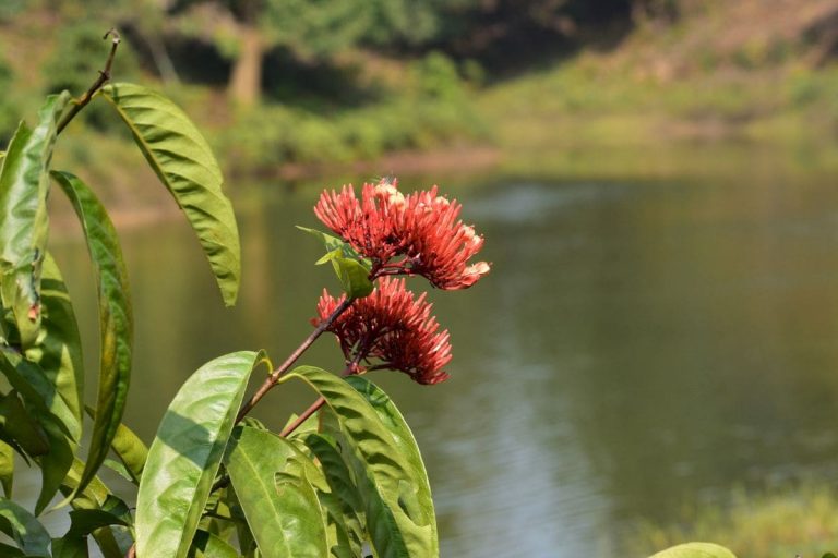 Ashoka Tree: What Is Special About This Tree? - Plantisima