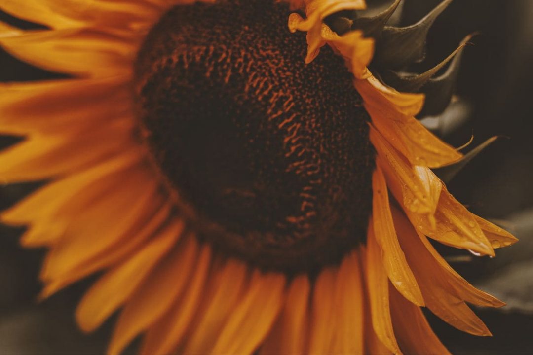 Find Inspiration in These 115 Bloom Quotes and Colorful Stories ...