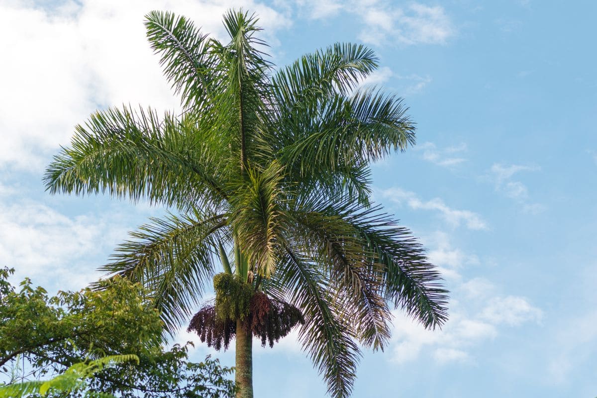 Royal Palm Tree: Add Class And Elegance To Your Yard - Plantisima