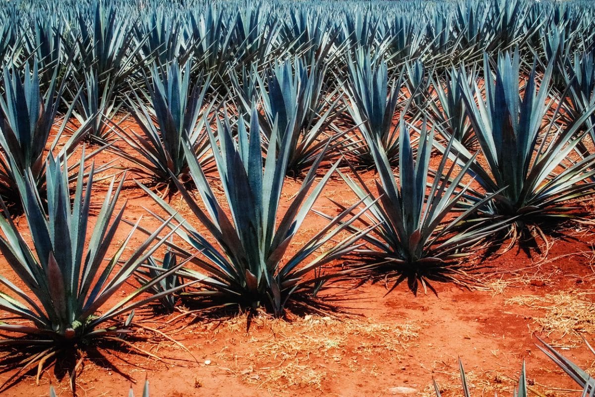 Your Guide to Growing and Shaping the Elegant Agave Blue Flame