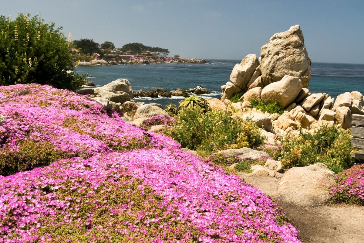 The Essential Steps to Growing Perfect Ice Plants in California ...