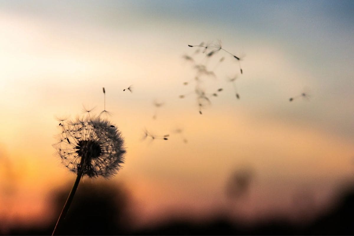 Dandelion Quotes: Brighten Your Day With Meaningful Words! - Plantisima