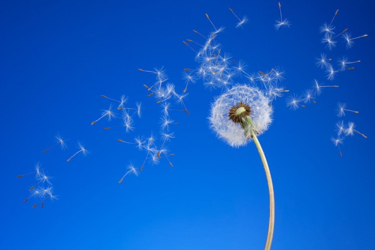 Dandelion Quotes: Brighten Your Day With Meaningful Words! - Plantisima