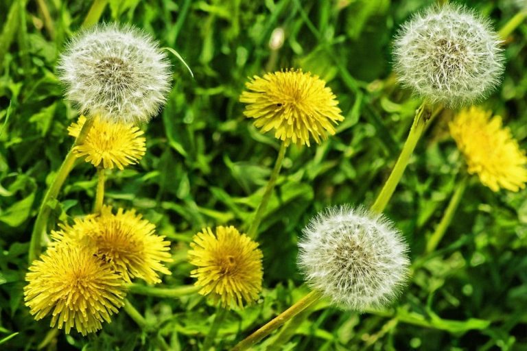 Dandelion Quotes: Brighten Your Day With Meaningful Words! - Plantisima