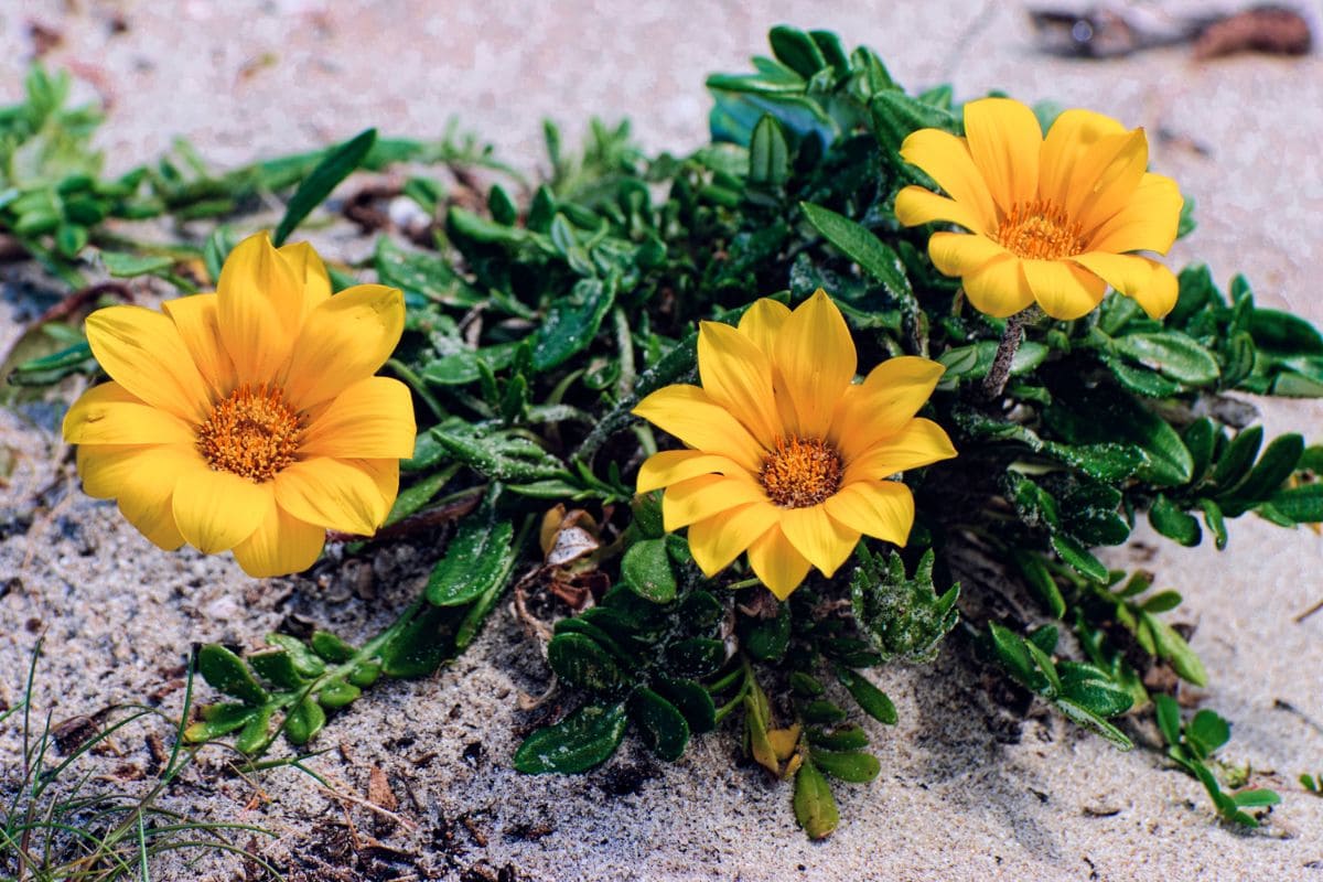 Make Your Garden Stand Out with These Dune Sunflower Care Tips - Plantisima