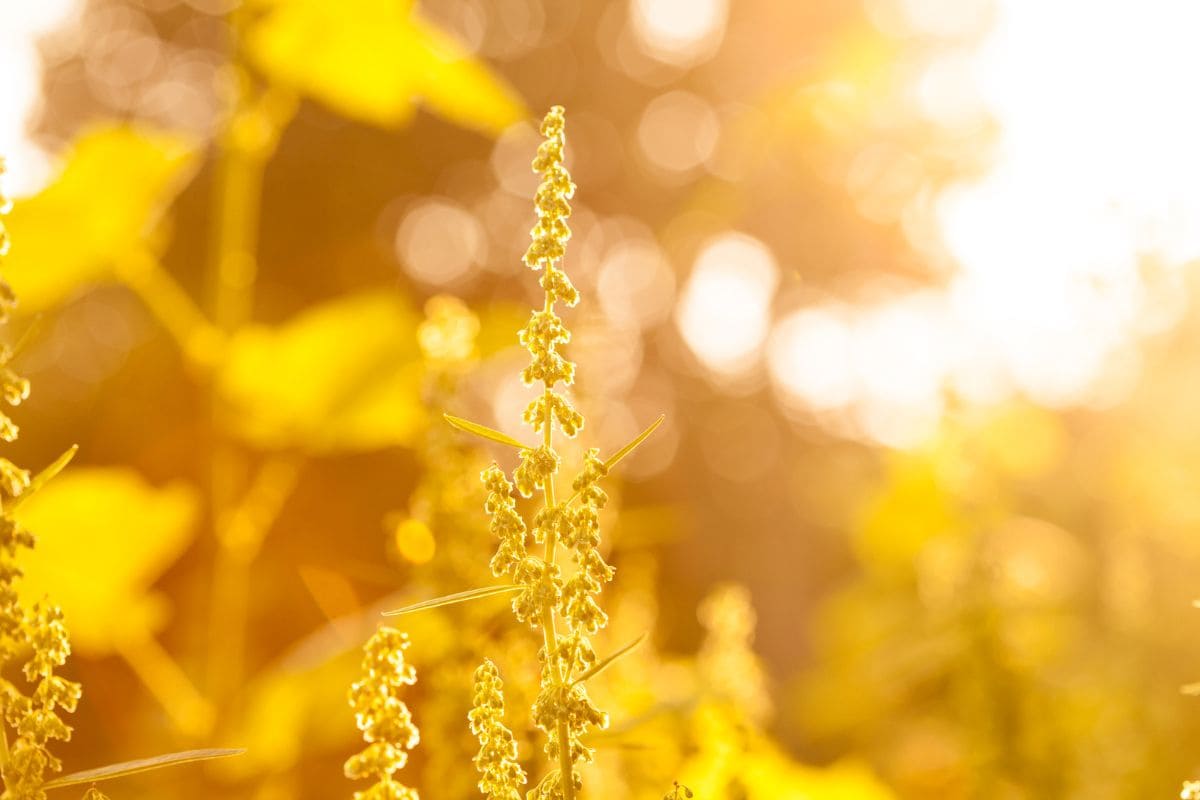 How to Rescue Your Plants from Light Stress with 6 Simple Solutions