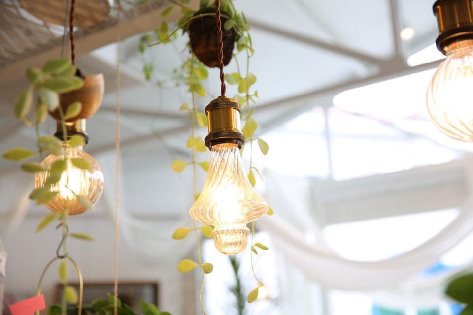 How to Rescue Your Plants from Light Stress with 6 Simple Solutions