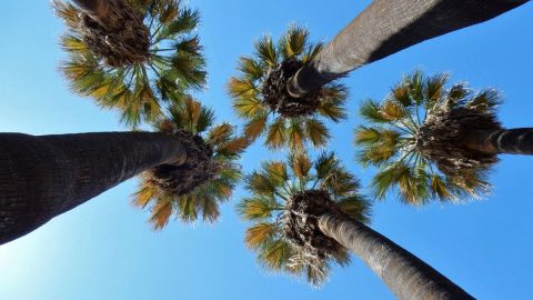 Growing And Caring For A Ribbon Palm: Tips And Tricks For A Healthy And ...