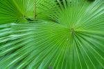 Growing And Caring For A Ribbon Palm: Tips And Tricks For A Healthy And ...