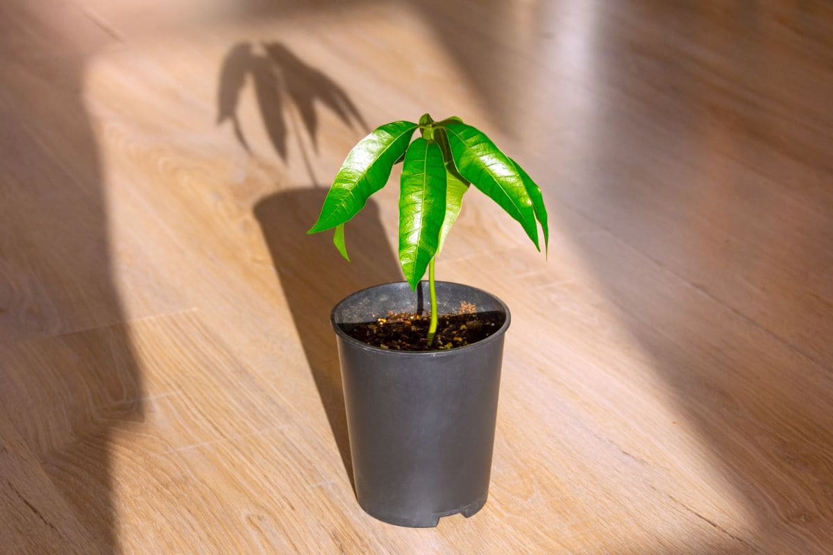 How to Rescue Your Plants from Light Stress with 6 Simple Solutions