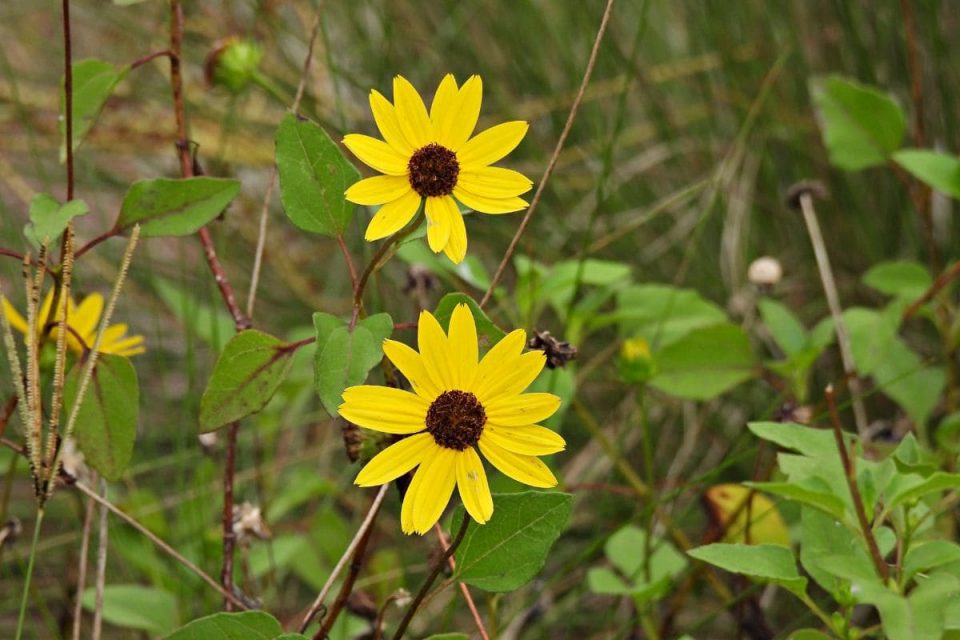 Make Your Garden Stand Out with These Dune Sunflower Care Tips - Plantisima