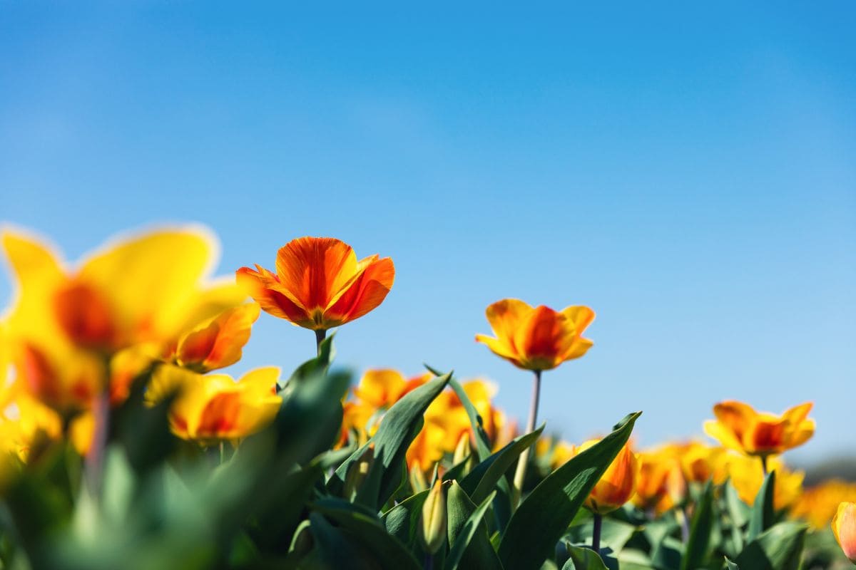 Blooming With Inspiration: 10 Spring Flower Quotes To Brighten Your Day ...