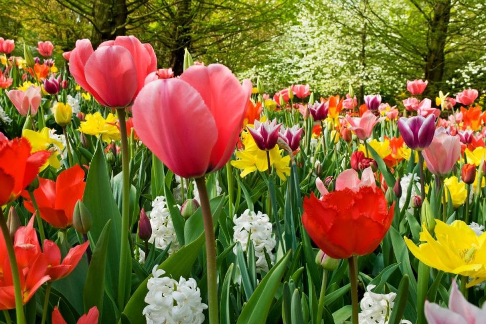 Blooming With Inspiration: 10 Spring Flower Quotes To Brighten Your Day!