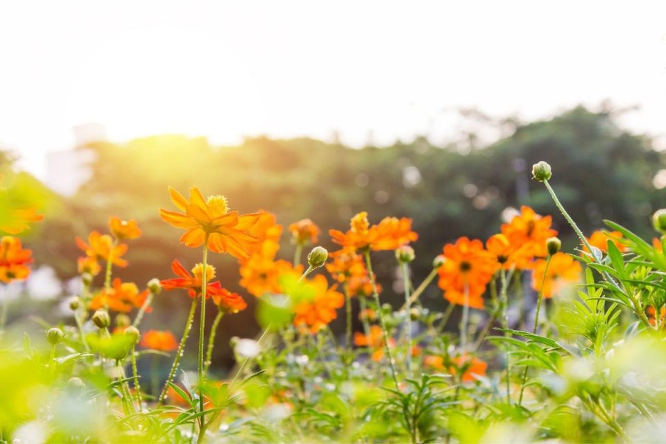 Blooming With Inspiration: 10 Spring Flower Quotes To Brighten Your Day!