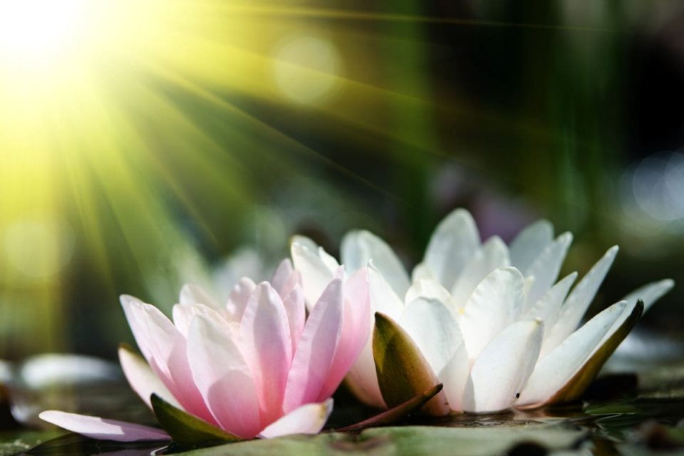 Let These Lotus Flower Quotes Lift Your Spirit