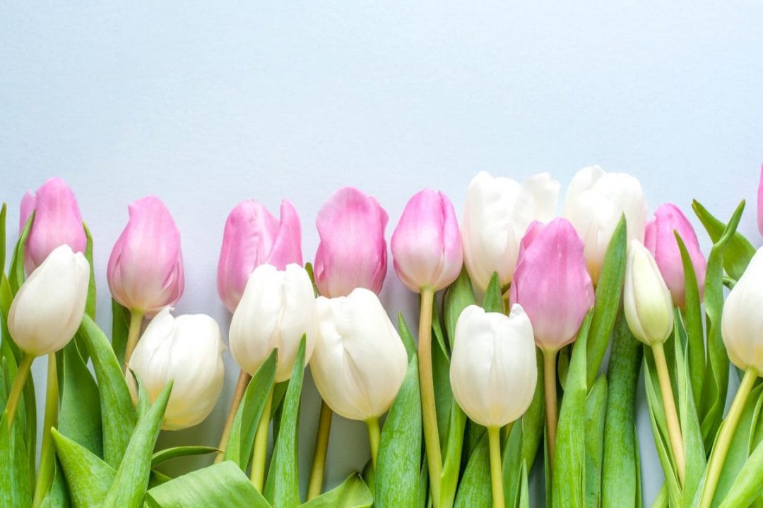 Blooming With Inspiration: 10 Spring Flower Quotes To Brighten Your Day!
