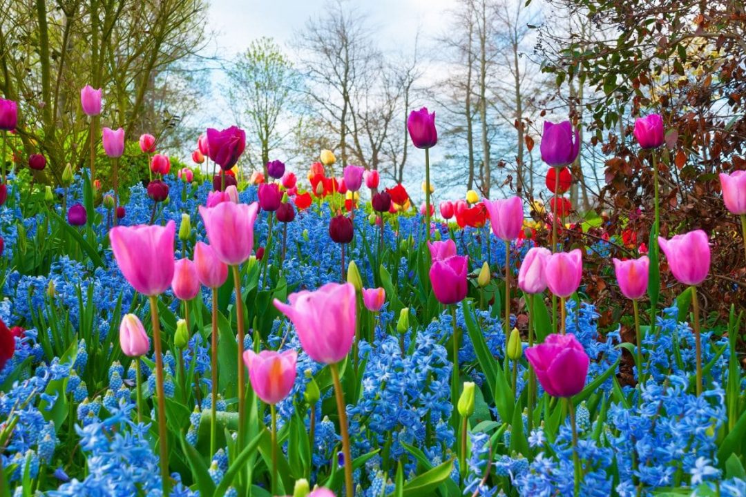 Blooming With Inspiration: 10 Spring Flower Quotes To Brighten Your Day ...