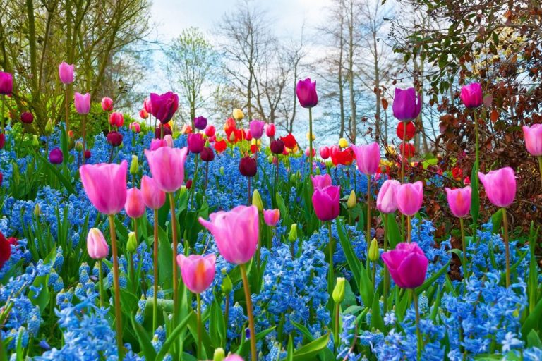 Blooming With Inspiration: 10 Spring Flower Quotes To Brighten Your Day ...