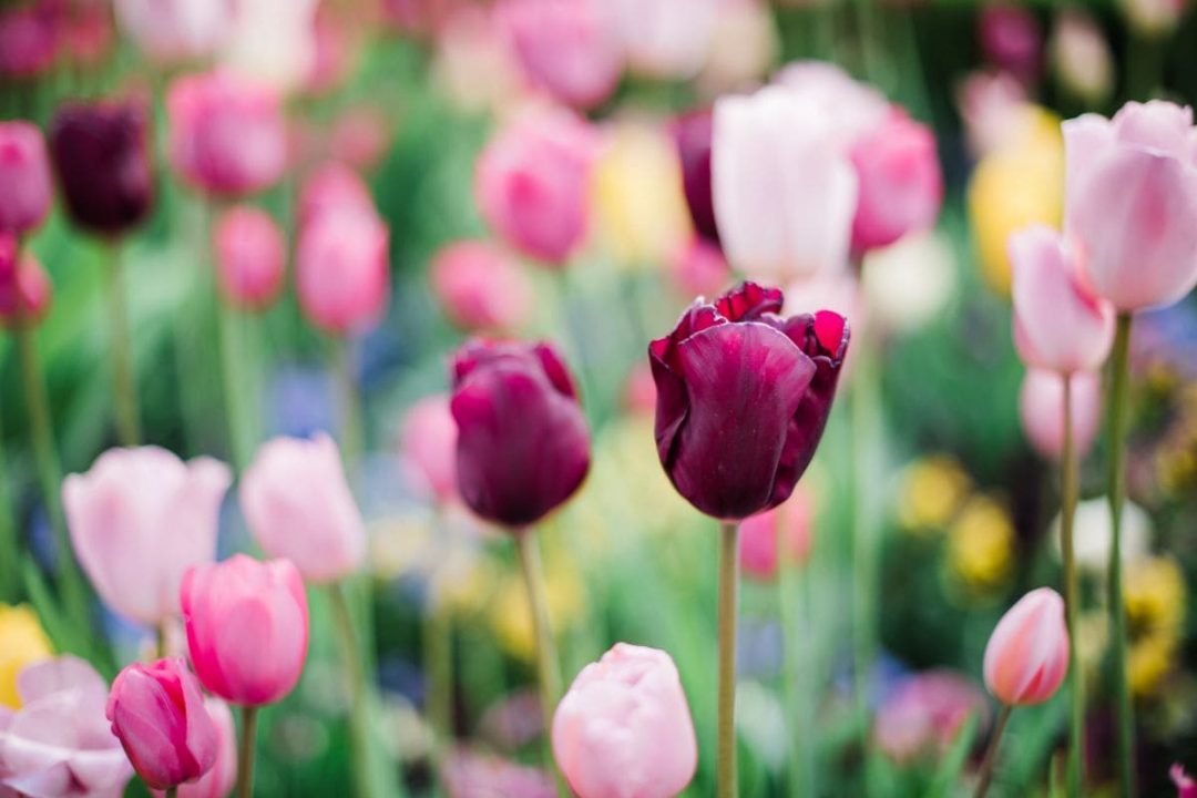 Blooming With Inspiration: 10 Spring Flower Quotes To Brighten Your Day ...