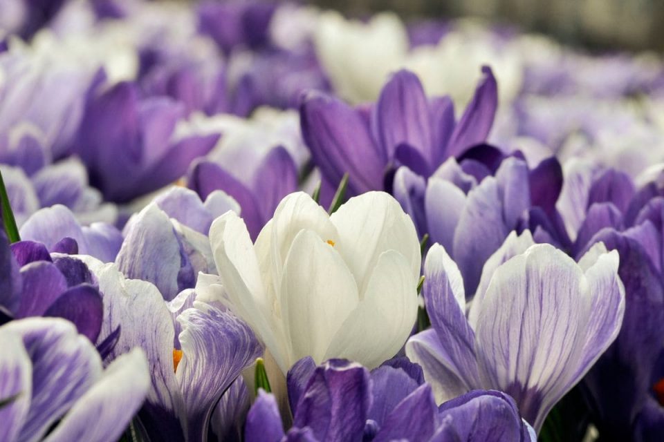 Blooming With Inspiration: 10 Spring Flower Quotes To Brighten Your Day!