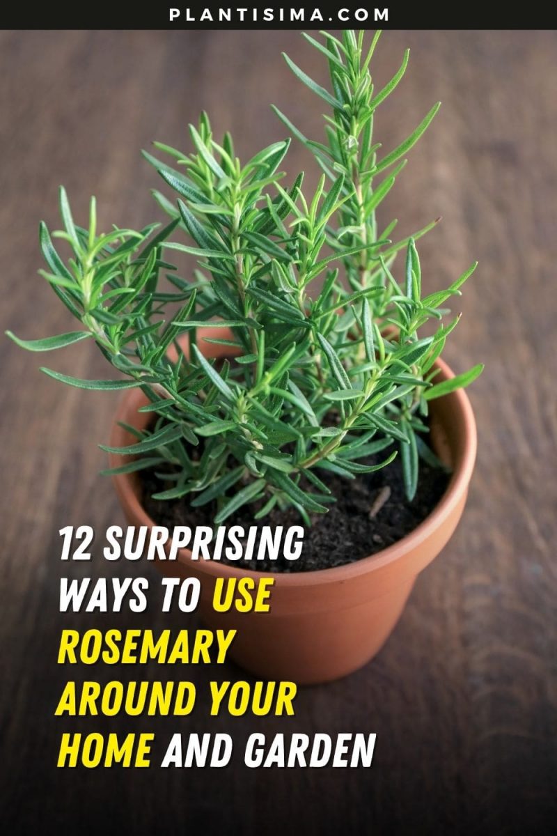 12 Surprising Ways to Use Rosemary Around Your Home and Garden