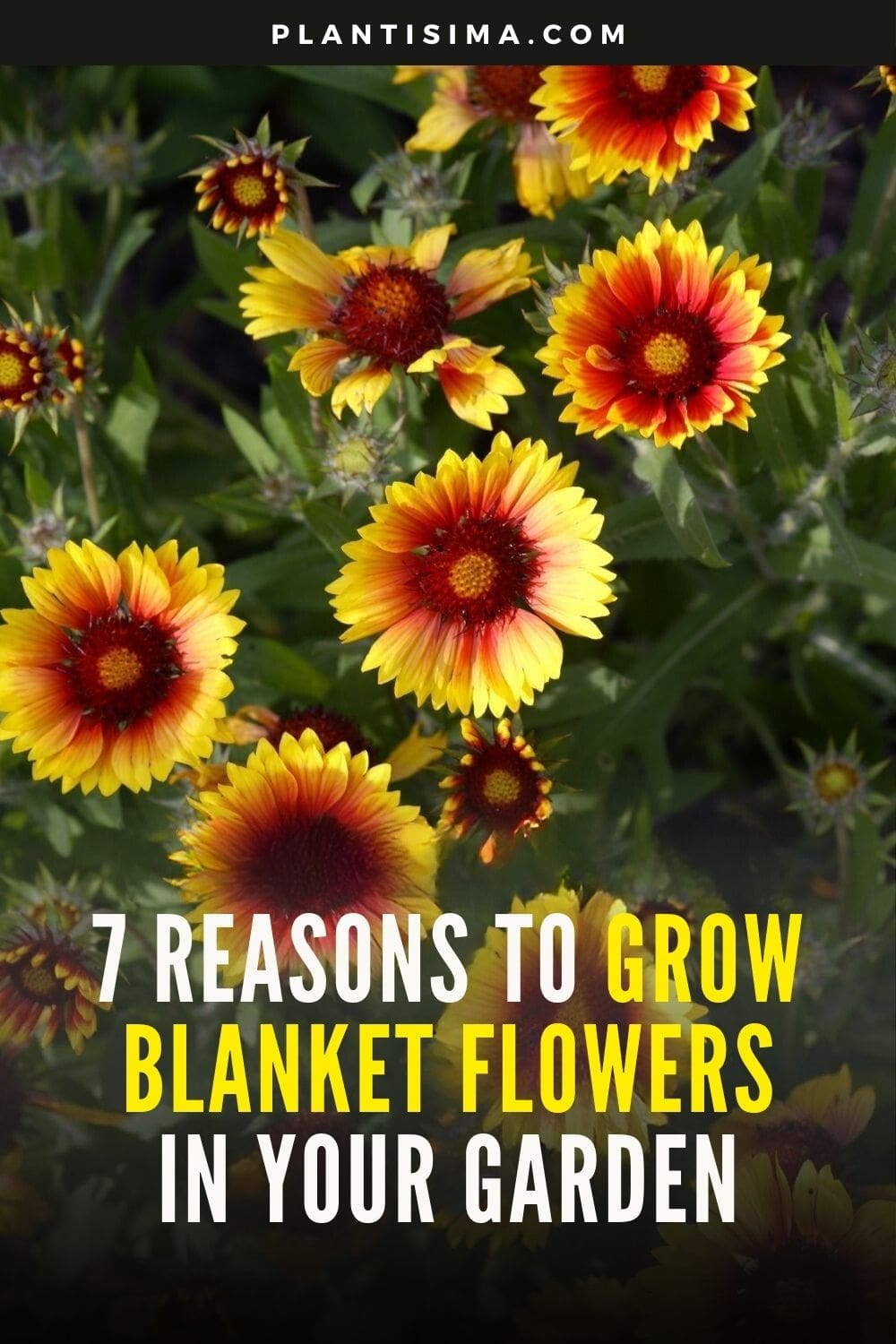 7 Reasons To Grow Blanket Flowers In Your Garden - Plantisima