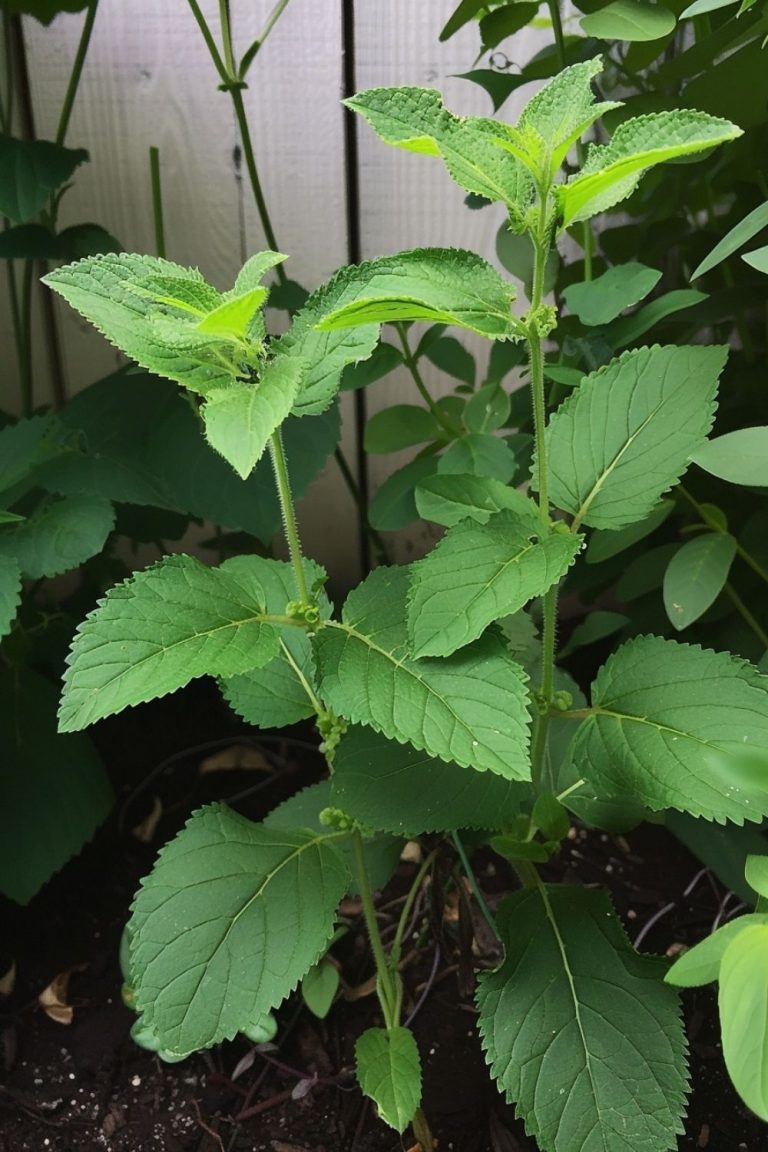 6 Reasons You Should Be Growing Anise Hyssop and How to Care for It ...