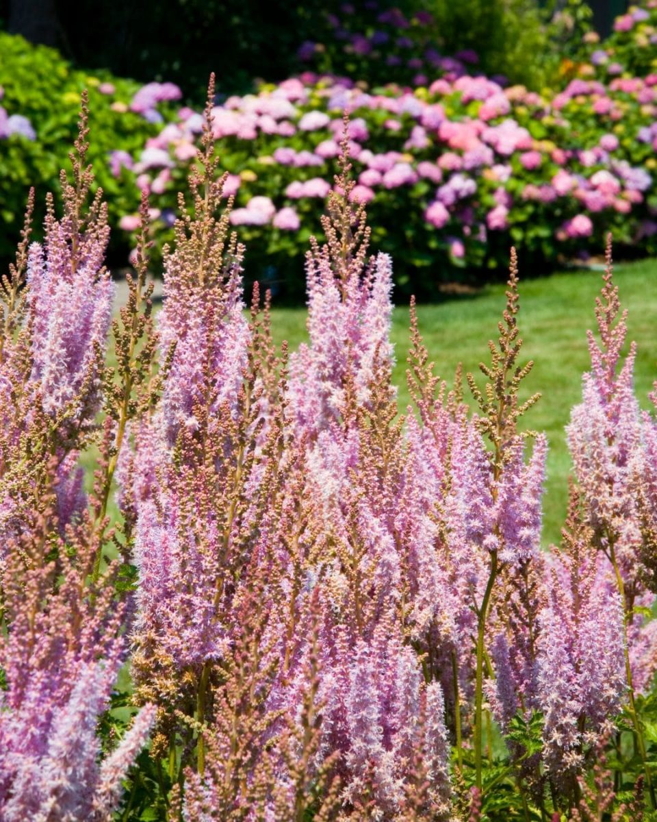 The 22 Longest-Blooming Perennial Flowers for Lasting Beauty