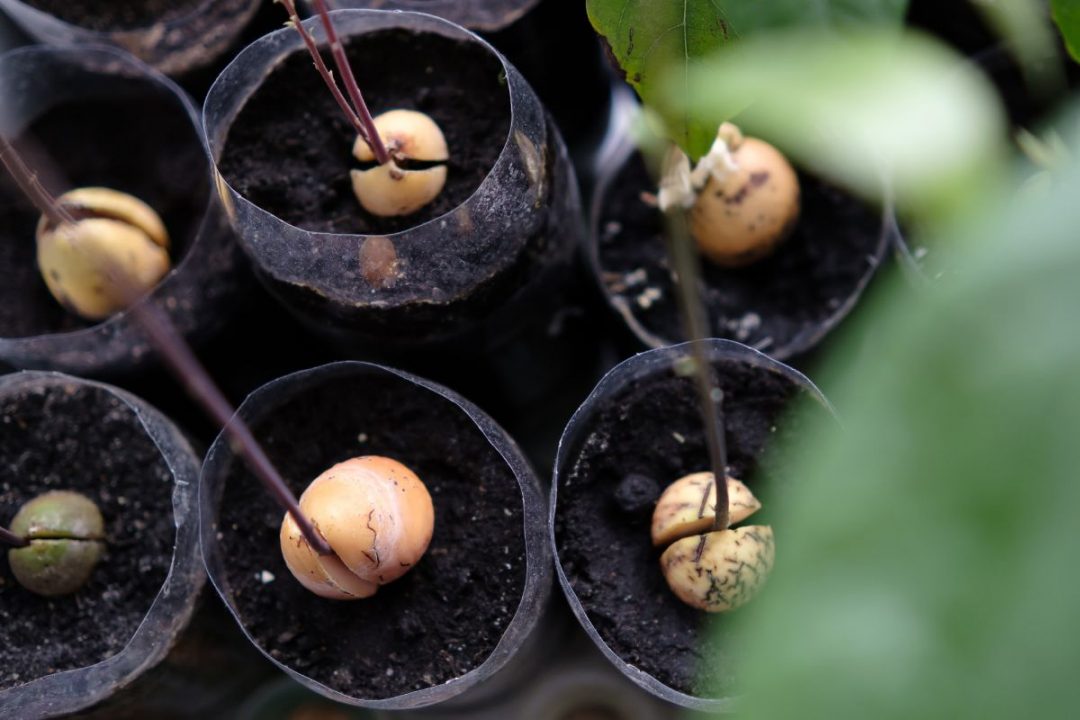 Are You Missing Out on Homegrown Avocados? Here's How to Grow and Bloom ...