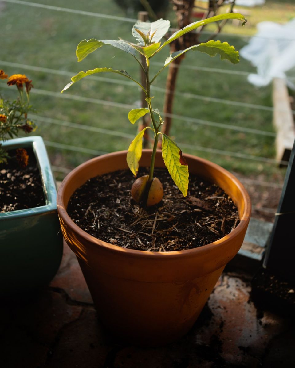 Are You Missing Out on Homegrown Avocados? Here's How to Grow and Bloom ...