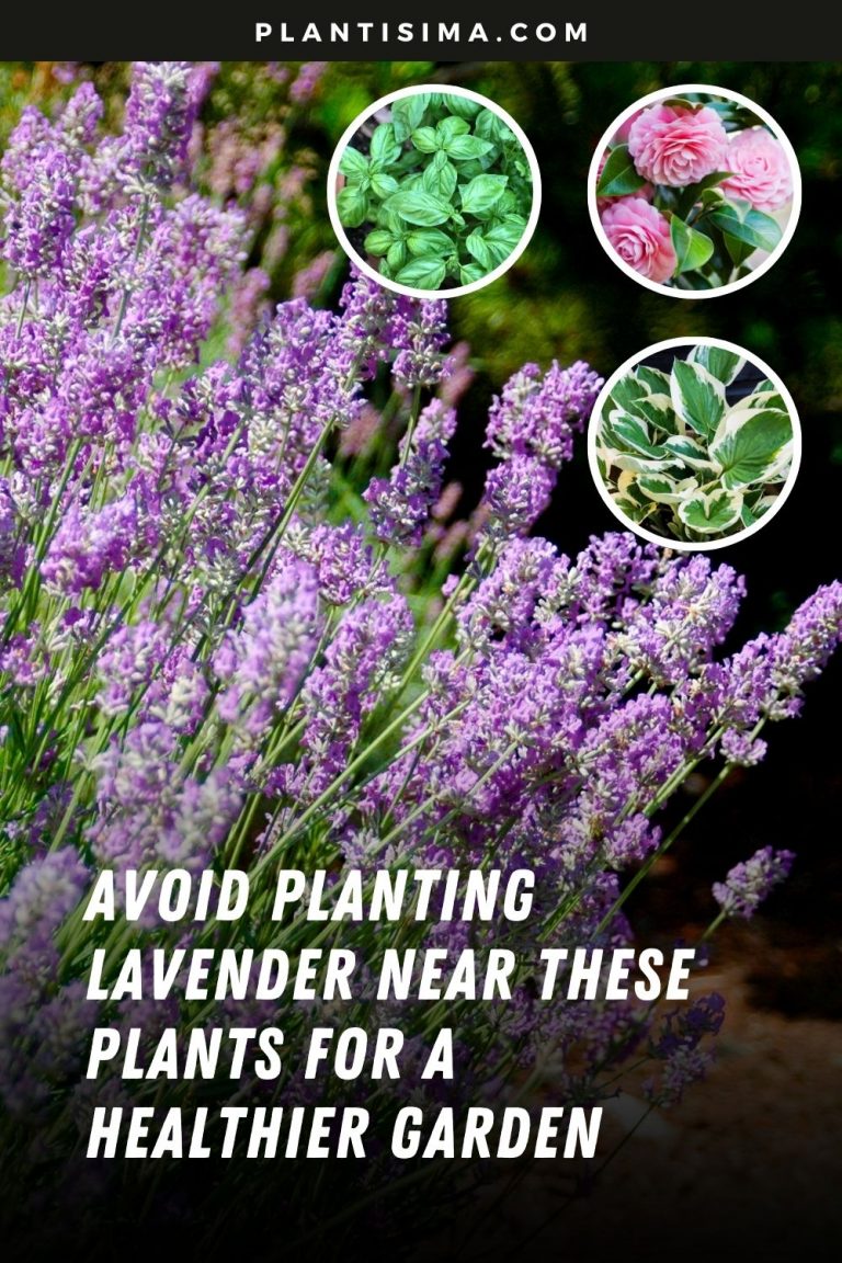 Avoid Planting Lavender Near These Plants for a Healthier Garden ...