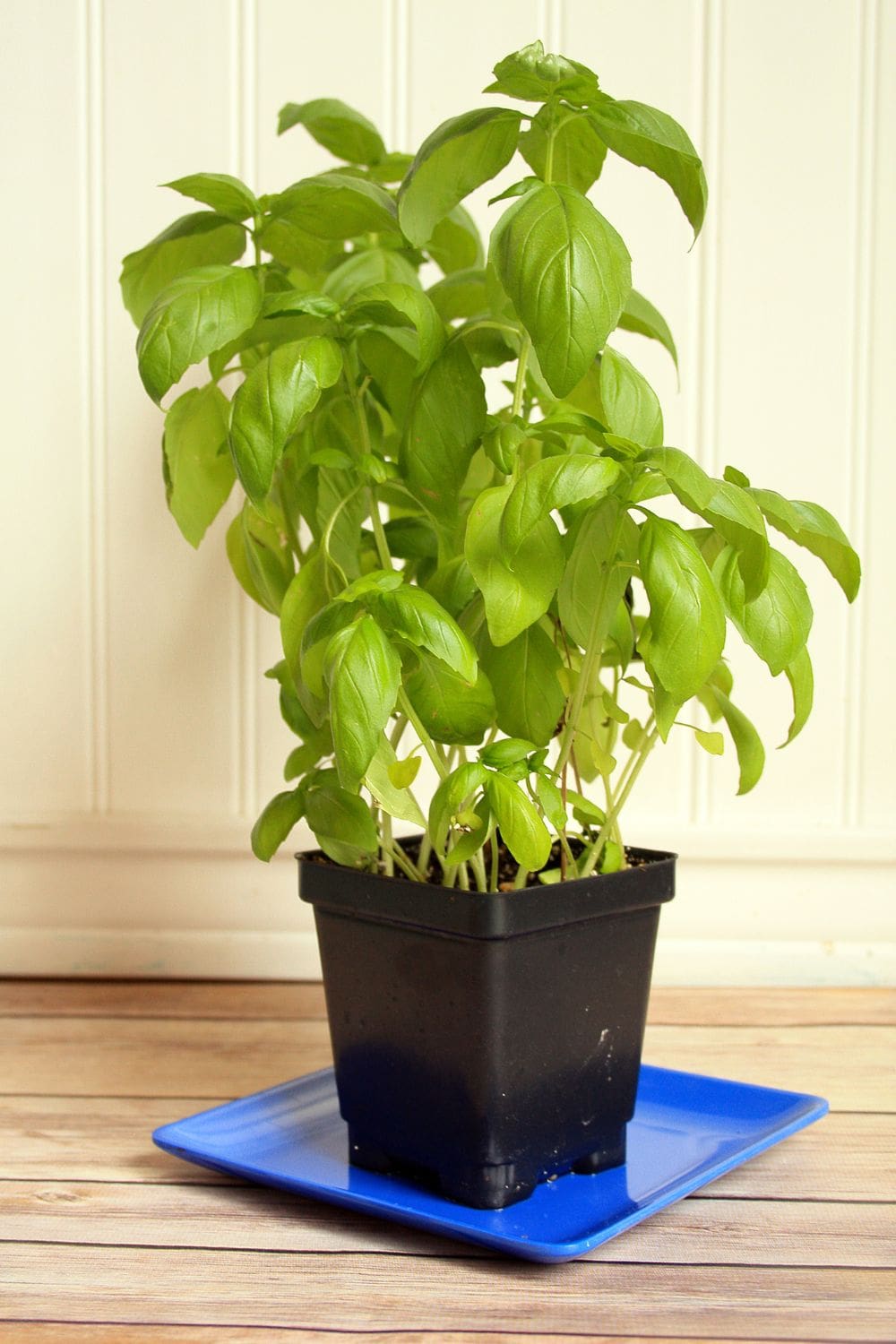 Grow a Giant Basil Bush in a Pot with These Simple Steps - Plantisima