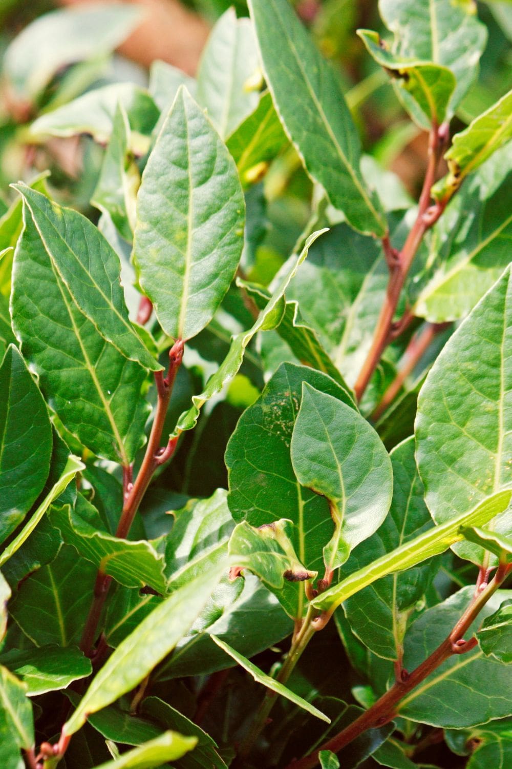 Grow a Bay Tree at Home and Discover 5 Amazing Uses for Bay Leaves