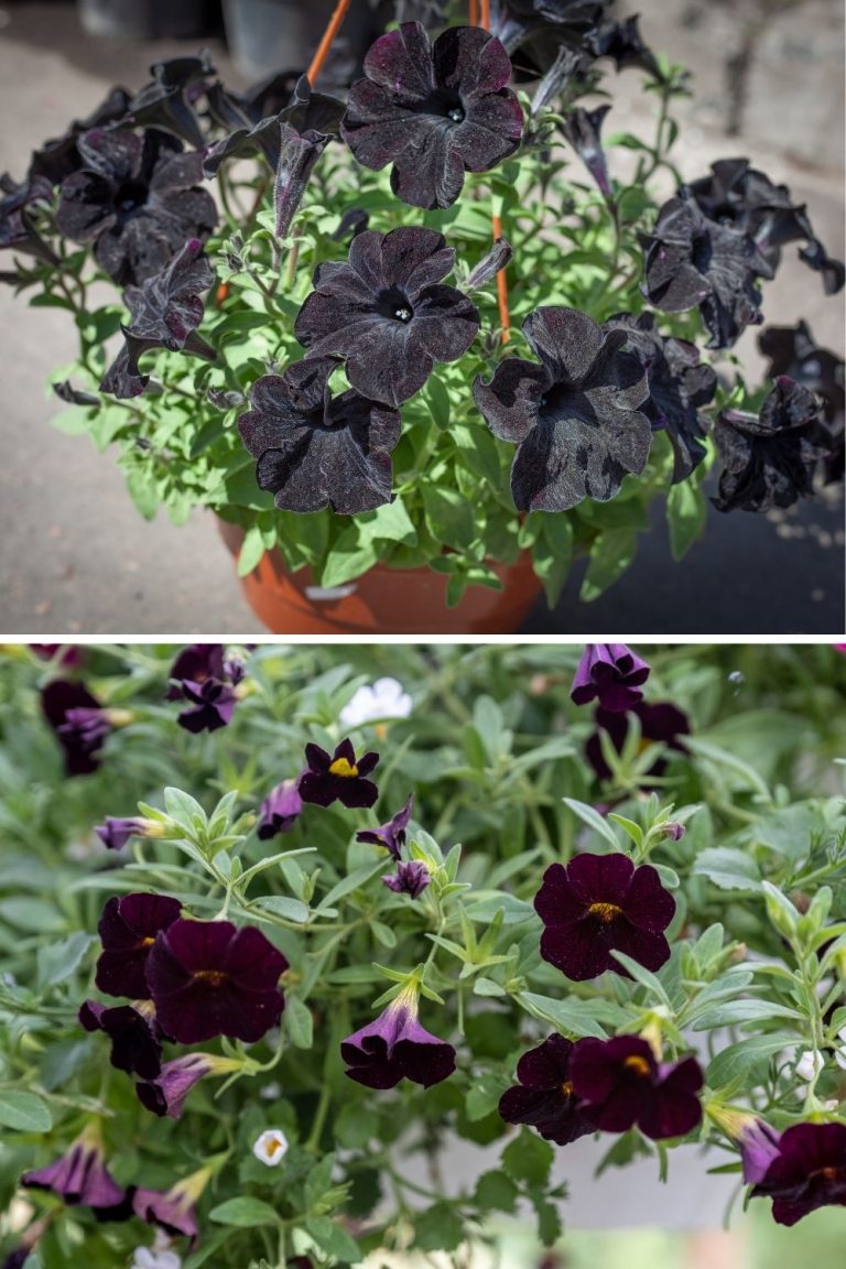 Discover the Meaning Behind Petunias: What Makes Them So Special ...