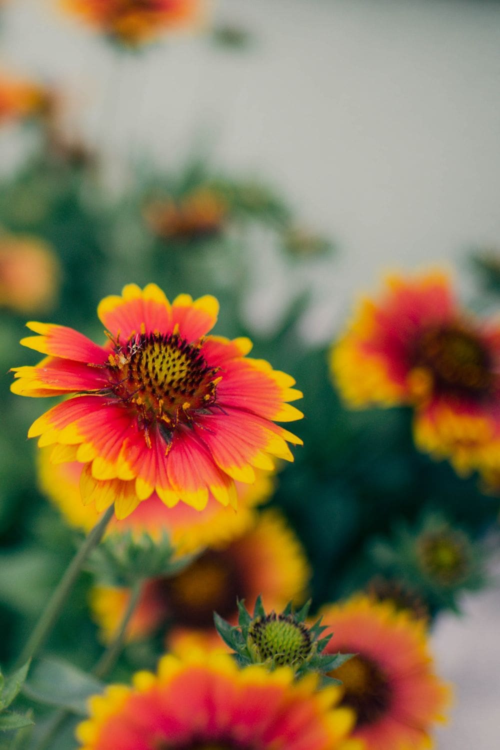 7 Reasons To Grow Blanket Flowers In Your Garden - Plantisima