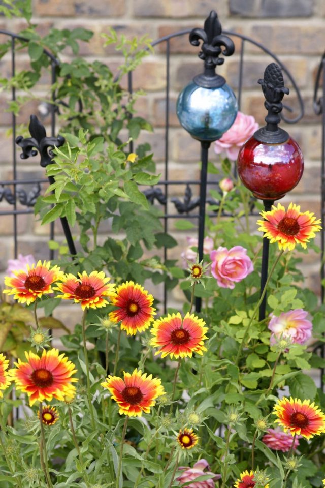 7 Reasons To Grow Blanket Flowers In Your Garden - Plantisima