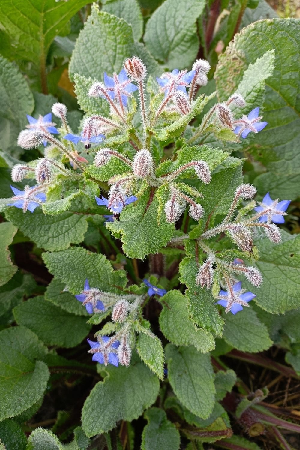 Why Gardeners Are Falling in Love with Borage - And You Will Too ...